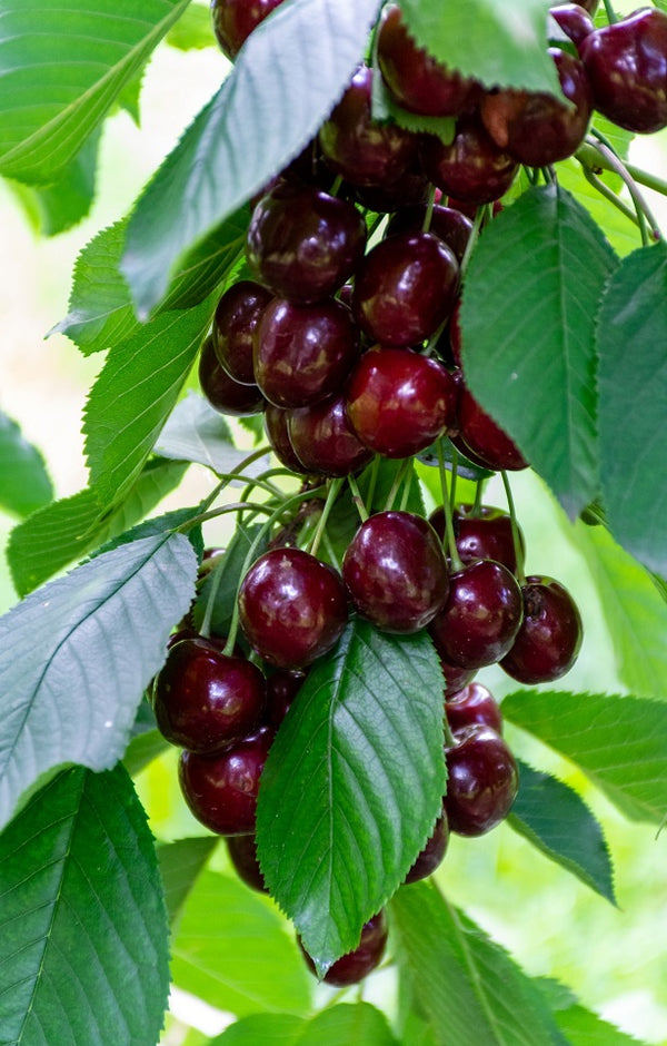 Jackson Orchards | Central Otago Cherries & Stonefruit | NZ Delivery