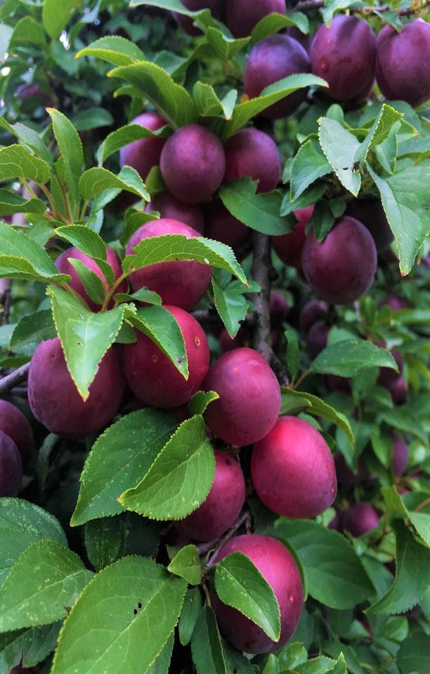 Buy Fresh Plums Online | Jackson Orchards | Delivered NZ Wide!
