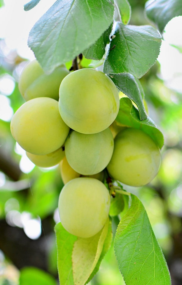 Buy Fresh Plums Online | Jackson Orchards | Delivered NZ Wide!