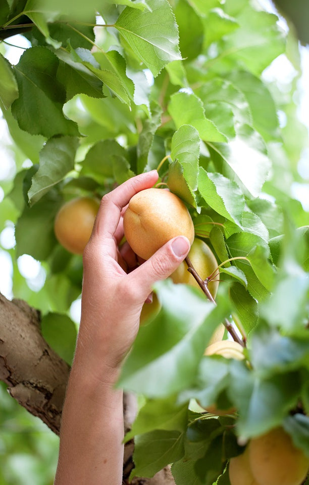 Buy Fresh Apricots Online | Jackson Orchards | Delivered NZ Wide!