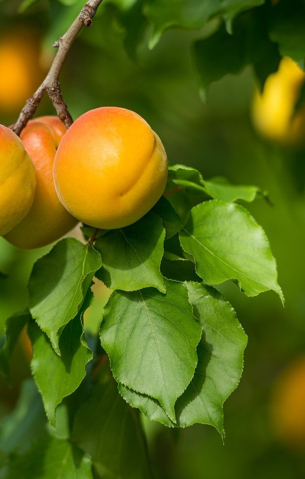Buy Fresh Apricots Online | Jackson Orchards | Delivered NZ Wide!